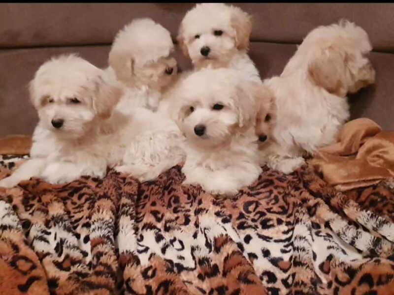 Maltipoo štenci, prelepi i vrhunski