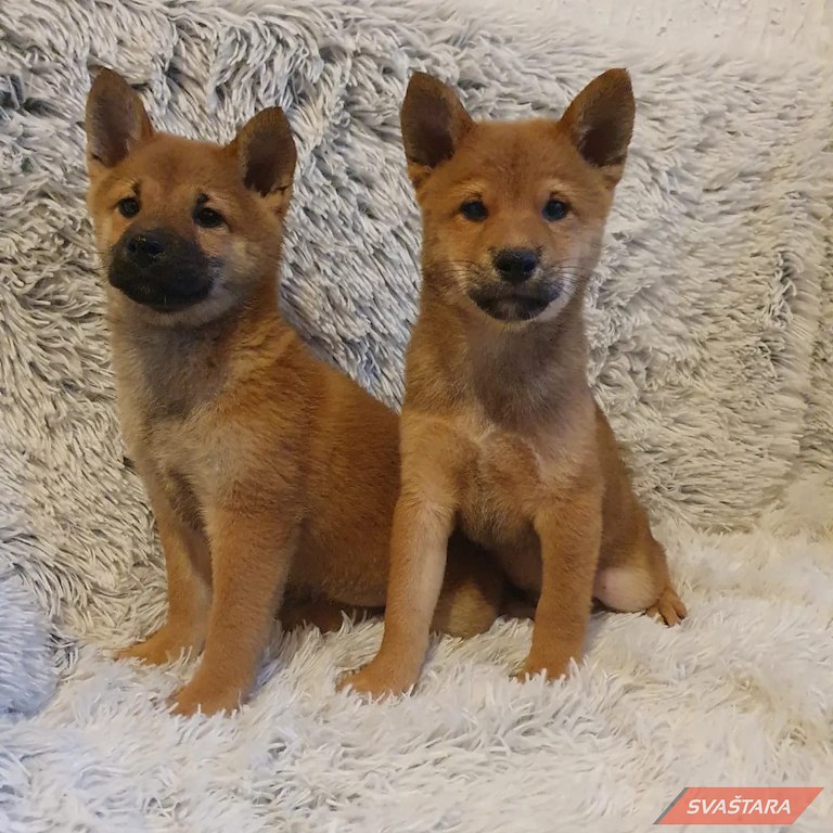 Shiba inu VRH stenci