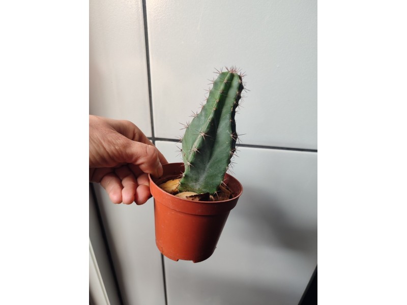Kaktus biljka