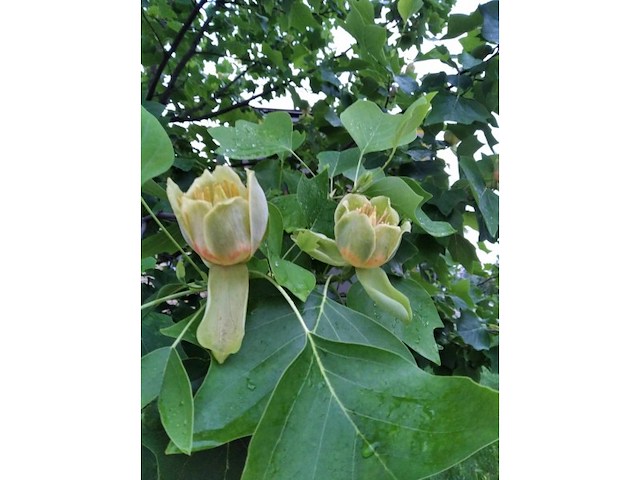 Liriodendron tulipifera - , Lalino drvo 30 semena