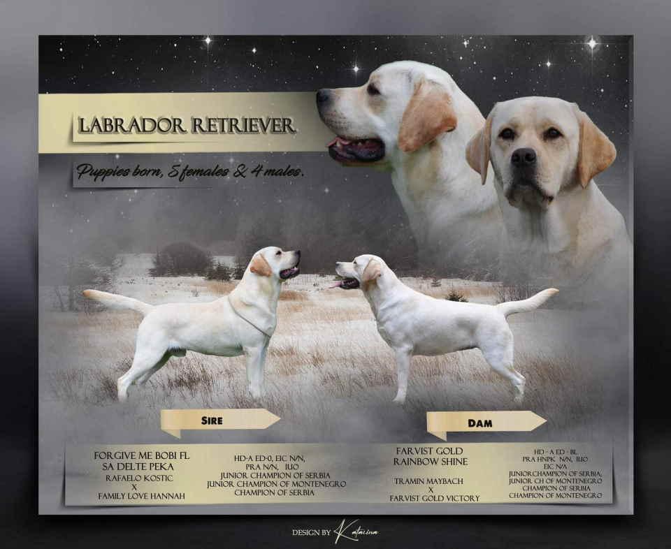 U ponudi štenci Labrador retrivera