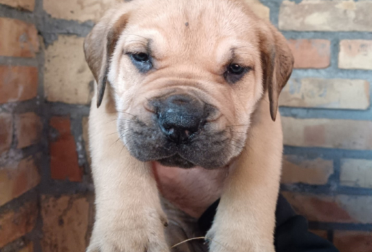 Juznoafricki mastif BOERBOEL-BURBUL