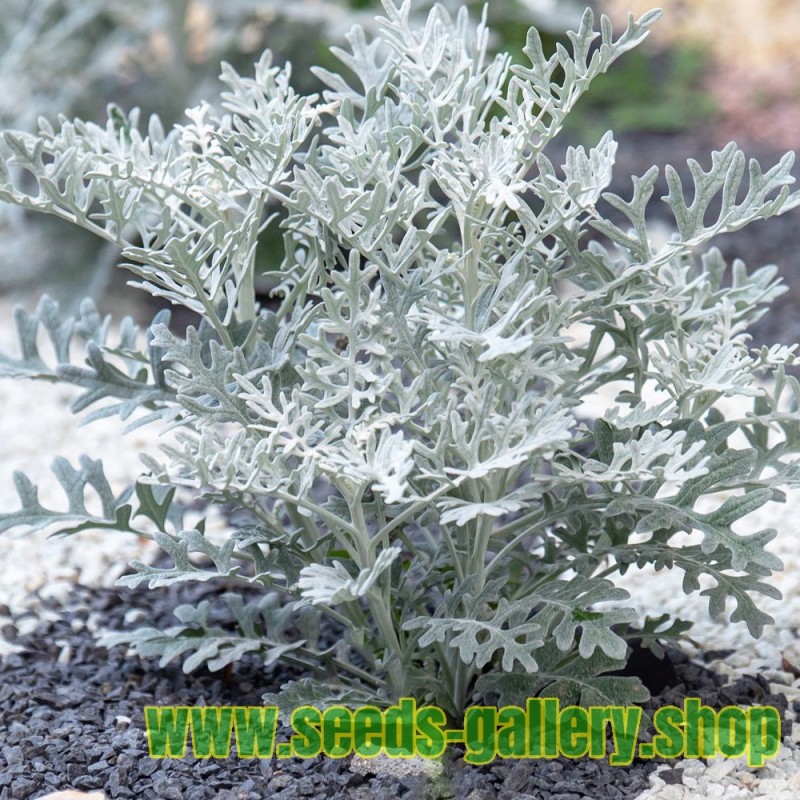 ''Dusty Miller'' seme