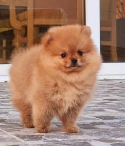 Pomeranac boo