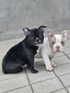 American bully micro-pocket