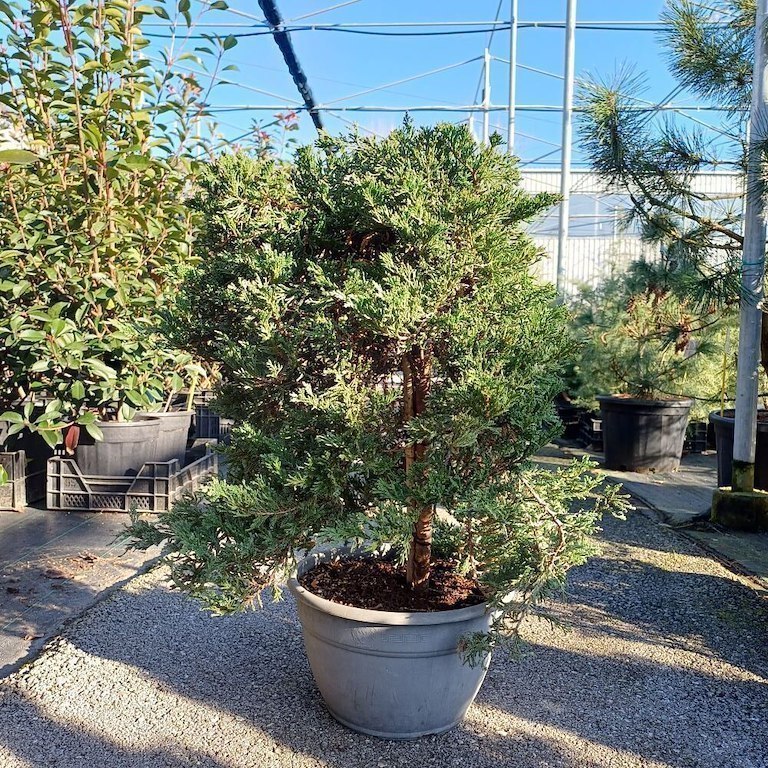 Juniperus ‘Blue Pacific’ na štapu h 60 cm