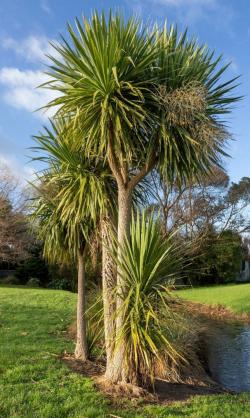 Cordyline australis (seme)