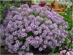 Grmolika Kamenjarka Alysium-Brojni mirisni cvetovi...