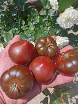 Brandywine Black Beefsteak Tomato-Meraki Seeds
