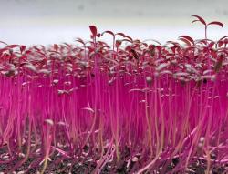 Seme mikrobilja Amarant(Amaranthus tricolour)-Berba 8-12 dana...