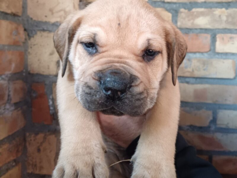 Juznoafricki mastif BOERBOEL-BURBUL