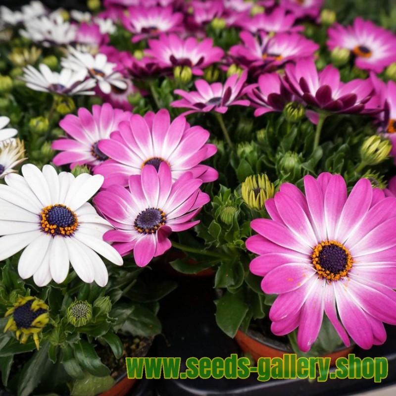 Osteospermum seme