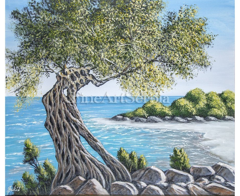 Drvo masline na obali mora - Jadran Đukić