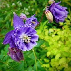 Kandilica Plava-Ljubicasta(jesen-prolece)-Visegodisnji prelepi cvet..