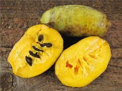 Paw paw (seme 3kom) Indijanska banana ASIMINA triloba