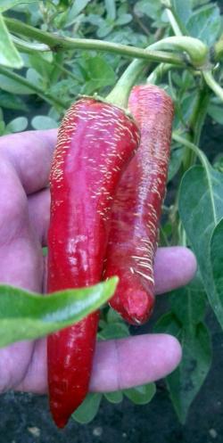 Vezenka- Izuzetno Ljuta(stara sorta) Slatko-ljute arome,odlicna za sudžuk papriku..