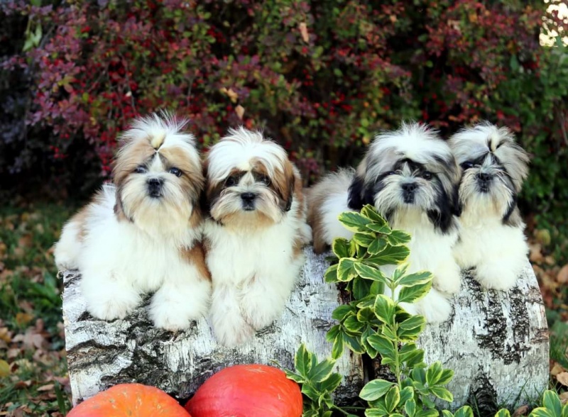 Prodaja ši-cu štenaca