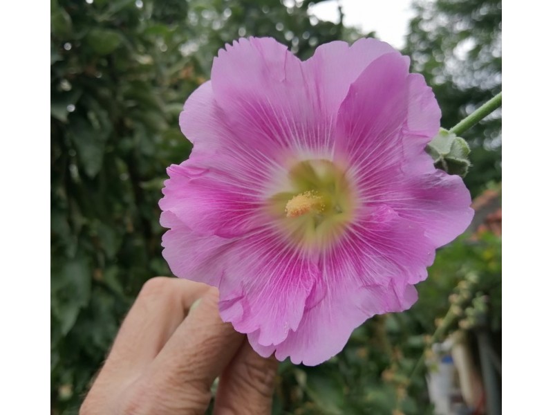 Ukrasni slez - Alcea rosea pink SEME