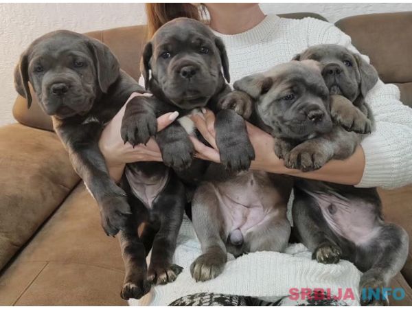 Cane Corso