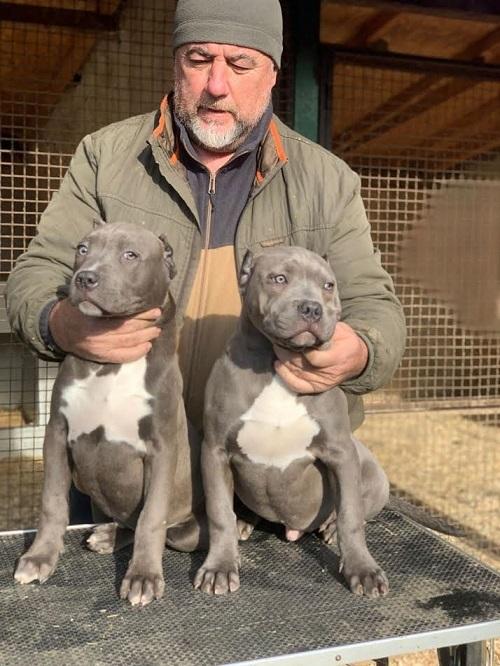 American bully XL