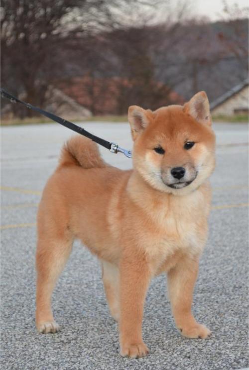 Shiba Inu štenci