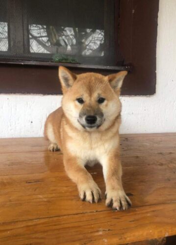 Shiba Inu štenci