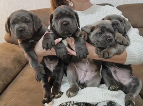 Cane Corso