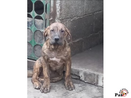 Presa de canario