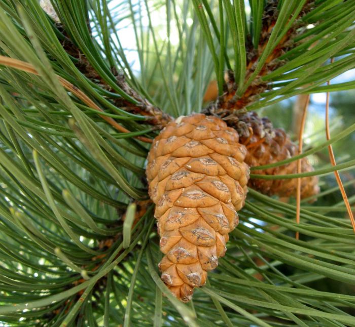 Pinus Nigra - Crni Bor