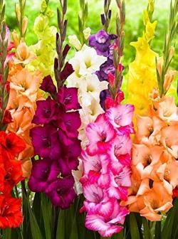 Gladiola mesavina boja-Ekstra veliki cvetovi,za prelepu bastu..