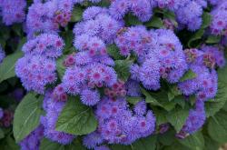 Ageratum Tetra (800 semenki)