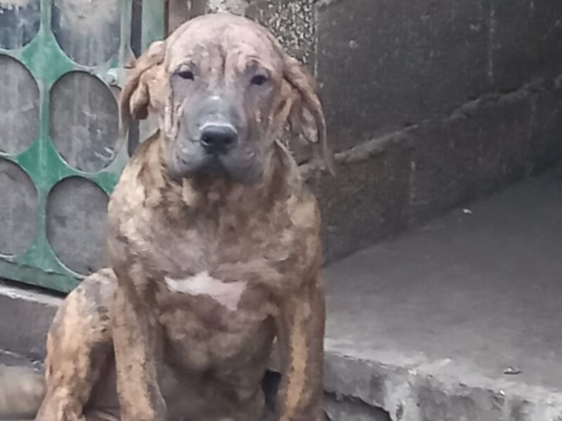 Presa Canario štenci