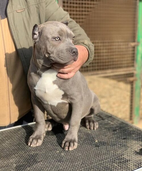 American bully XL