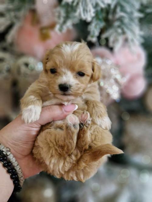 Bebice MALTIPOO spremni su za preuzimanje