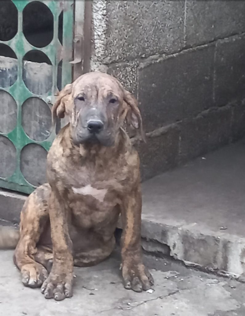 Presa Canario štenci