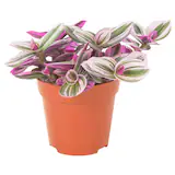 TRADESCANTIA