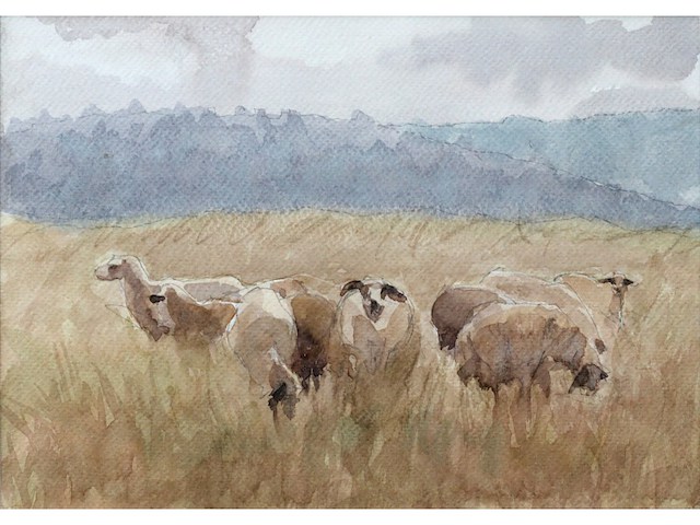 Ovce - akvarel