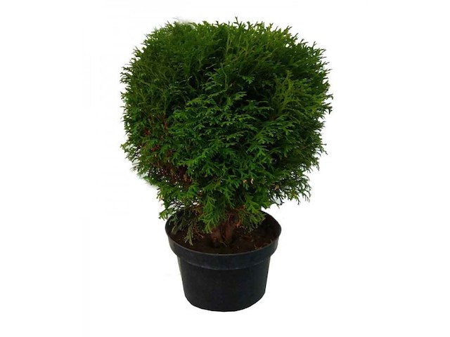 Thuja occidentalis globosa 40cm