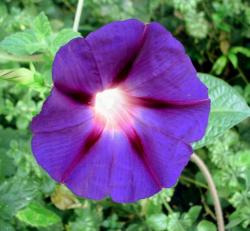 Ljubičasti ladolež morning glory organsko netretirano seme