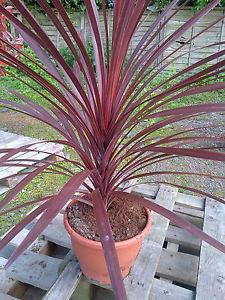 Cordyline australis purpurea 10 semenki