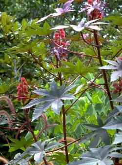 Ricinus communis