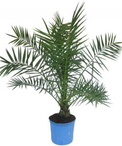 Phoenix canariensis - Kanarska palma (50 semenki)