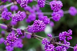 Callicarpa Bodinieri - Beautyberry Kalikarpa (seme)