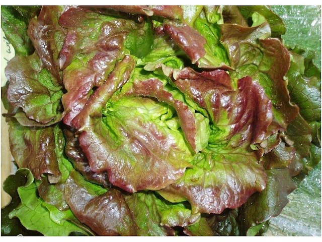 Salata Yugoslavian Red