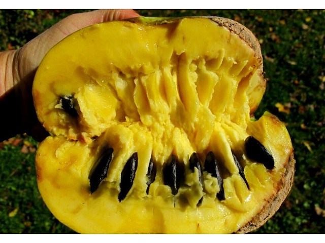 Paw paw (seme 3kom) Indijanska banana ASIMINA triloba