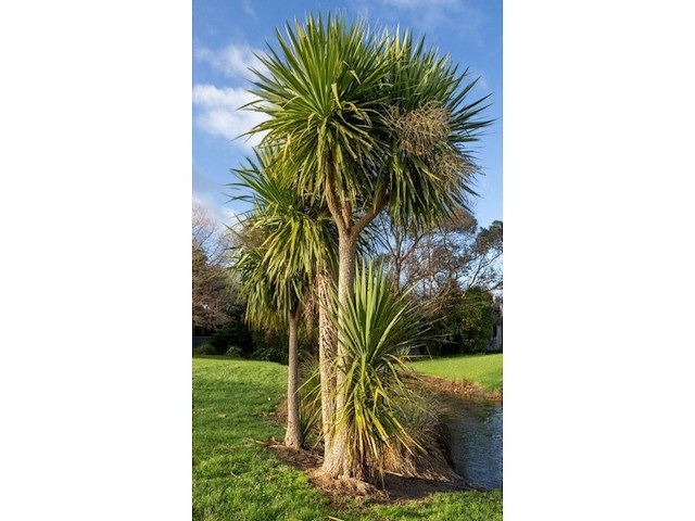 Cordyline australis (seme)