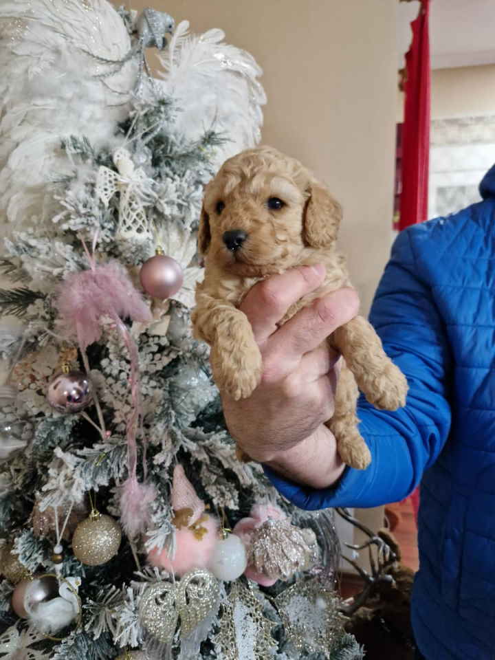 Preslatke bebice toy PUDLICA spremne za preuzimanje