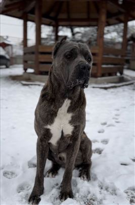 Cane Corso, mužjak spreman za parenje