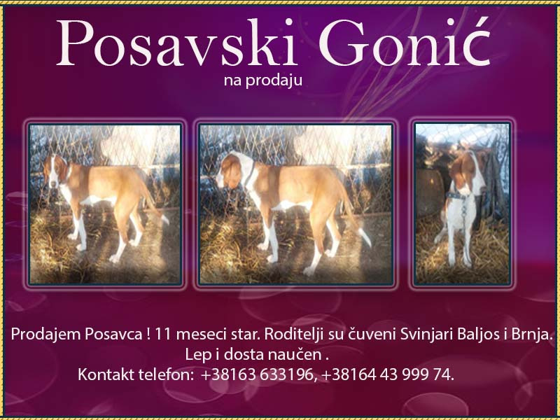 Posavski Gonič