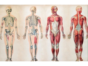 ČASOVI ANATOMIJE I FIZIOLOGIJE ZA SREDNJOŠKOLCE I STUDENTE